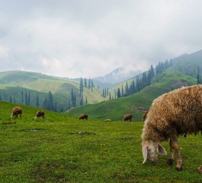 Best Time to Visit Naran Kaghan & Shogran Valley 2026 Guide